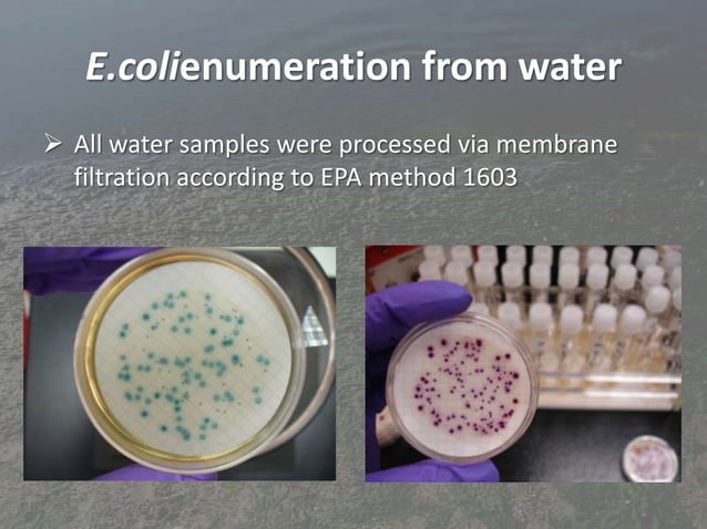 Bacterial Pathogens In Algae | PPT