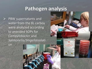 Bacterial Pathogens In Algae | PPTX
