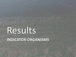 Bacterial Pathogens In Algae | PPT