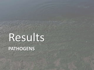 Bacterial Pathogens In Algae | PPT