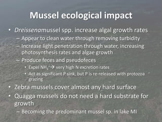 Bacterial Pathogens In Algae | PPT