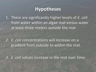 Bacterial Pathogens In Algae | PPT