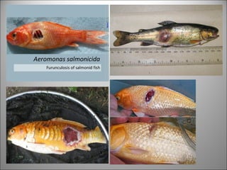 Pathogens of fish | PPT