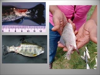 Pathogens of fish | PPT