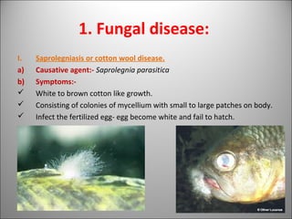 Pathogens of fish | PPT