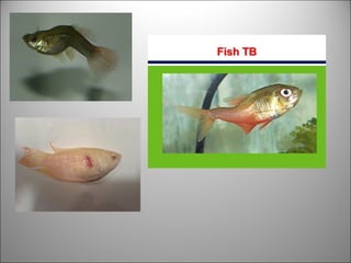 Pathogens of fish | PPT