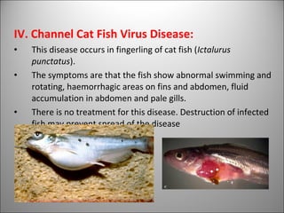 Pathogens of fish | PPT