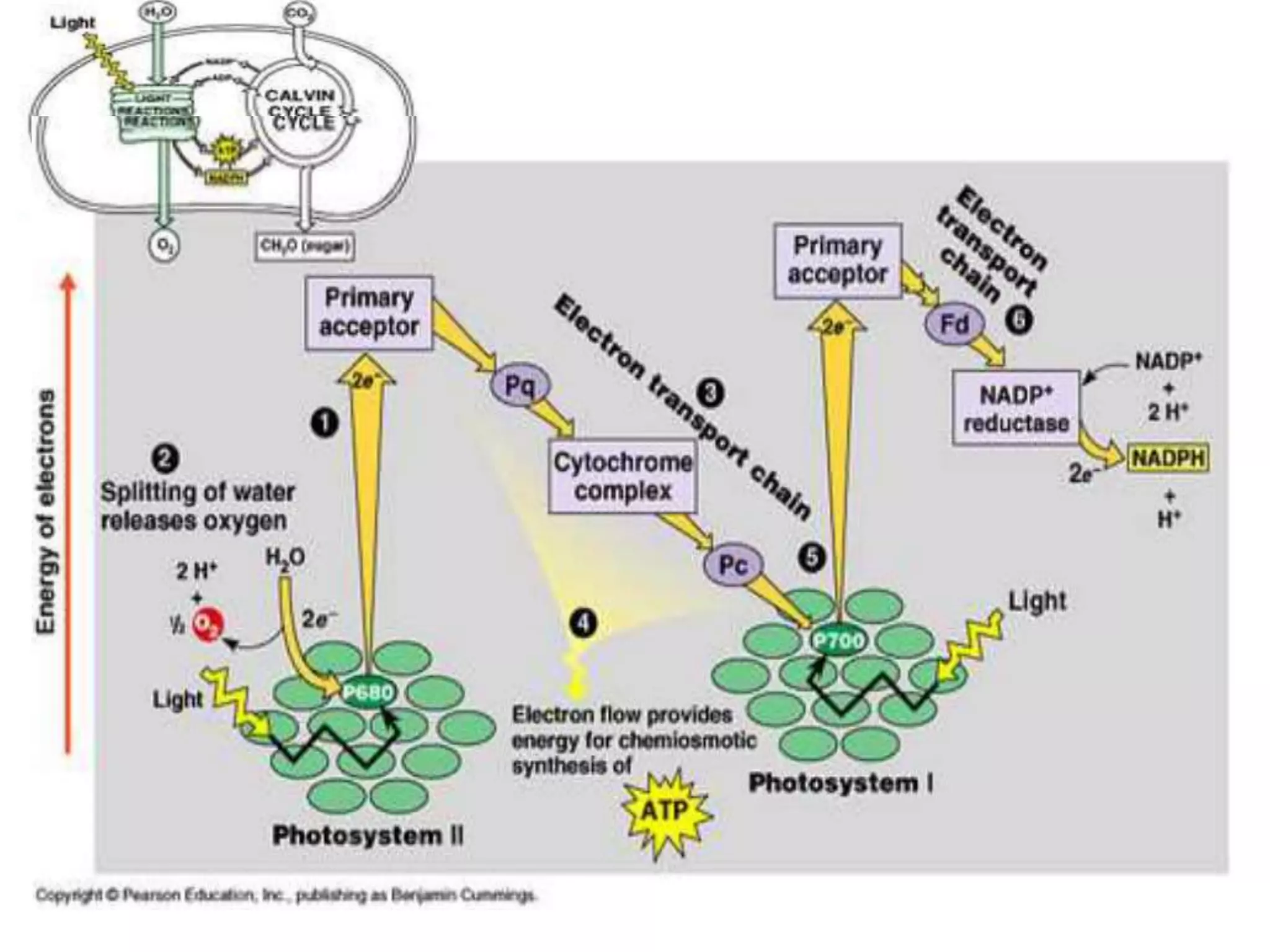 Bacterial photosynthesis | PPT