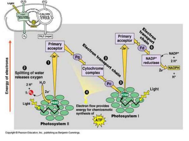 Bacterial photosynthesis | PPT