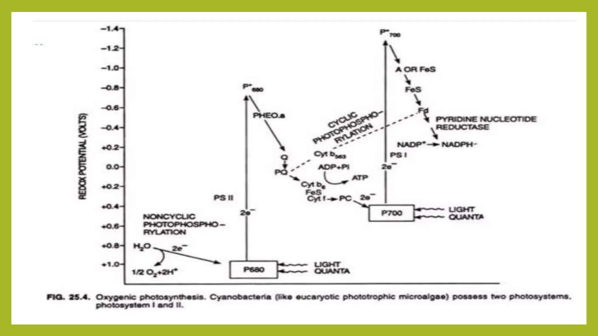 Process involved in Bacterial photosynthesis.pptx