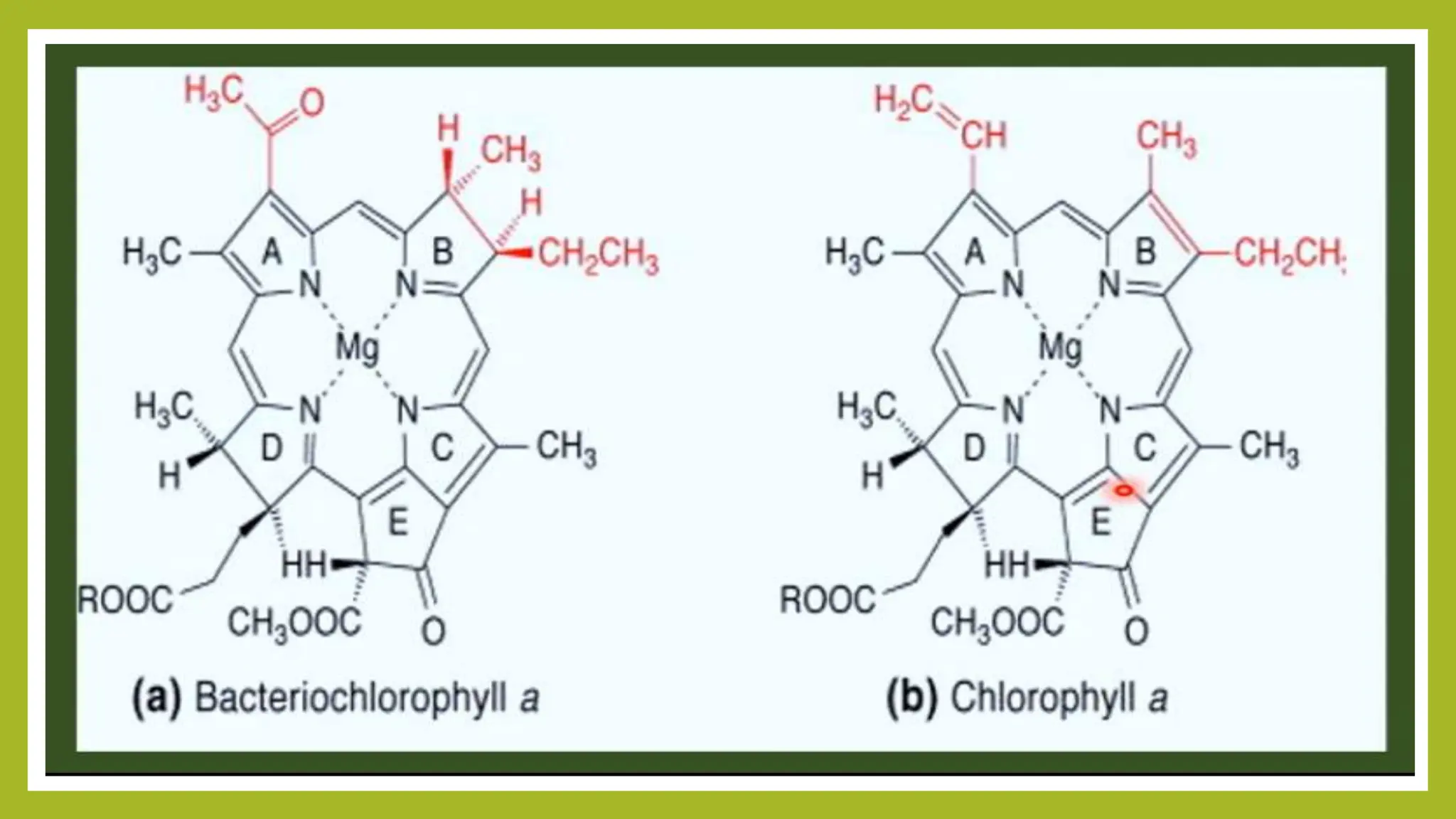 Process involved in Bacterial photosynthesis.pptx