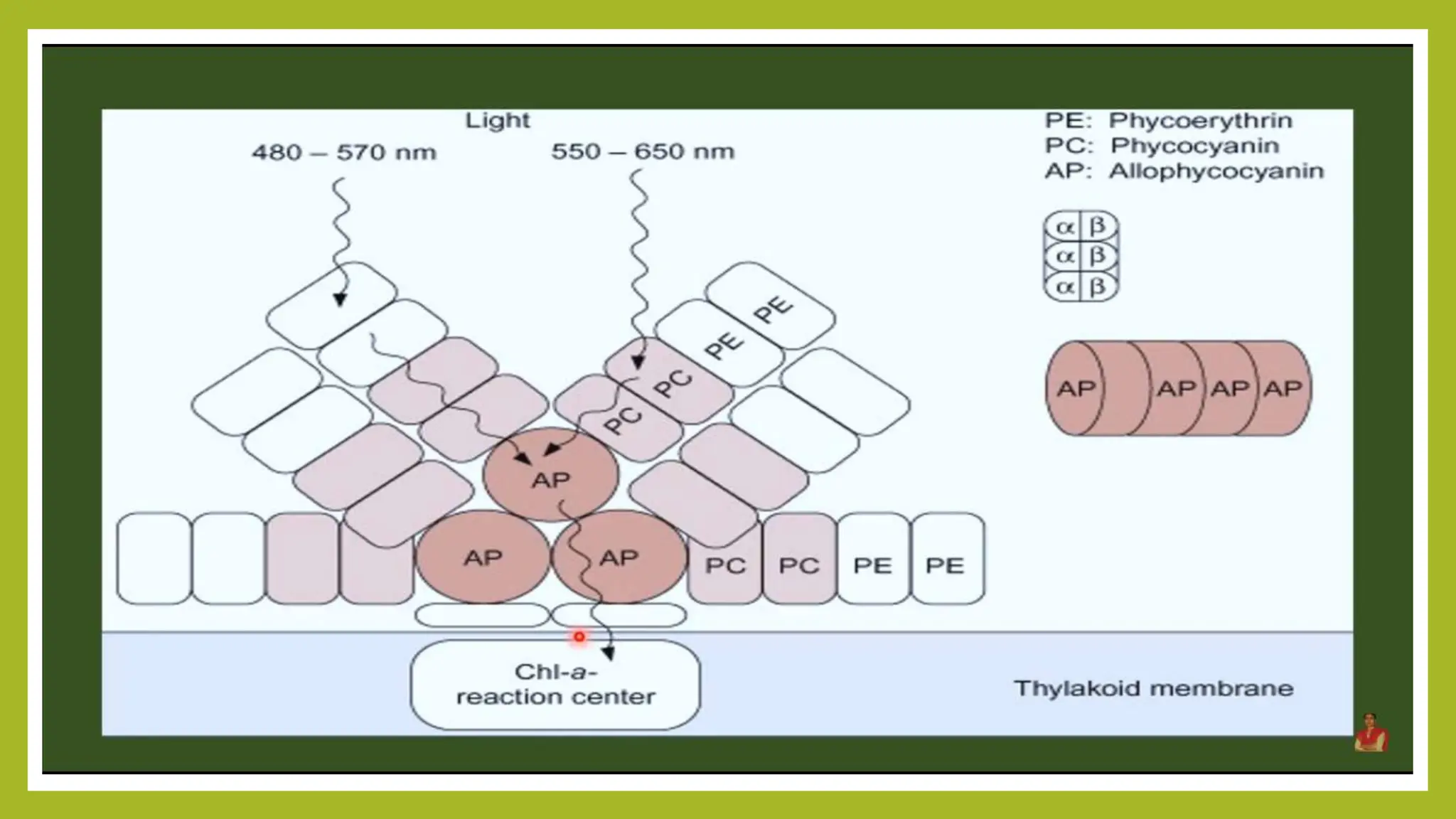 Process involved in Bacterial photosynthesis.pptx