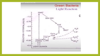 Process involved in Bacterial photosynthesis.pptx