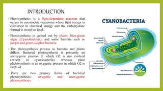 Process involved in Bacterial photosynthesis.pptx