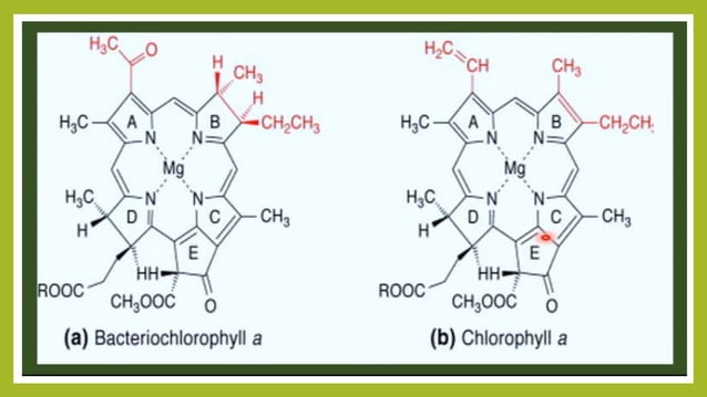 Process involved in Bacterial photosynthesis.pptx