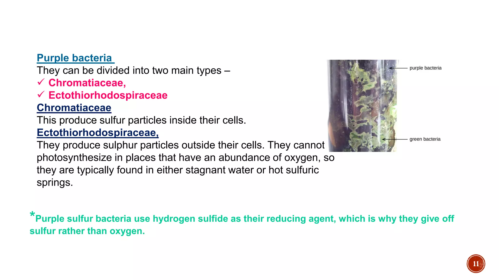 BACTERIAL PHOTOSYNTHESIS | PDF