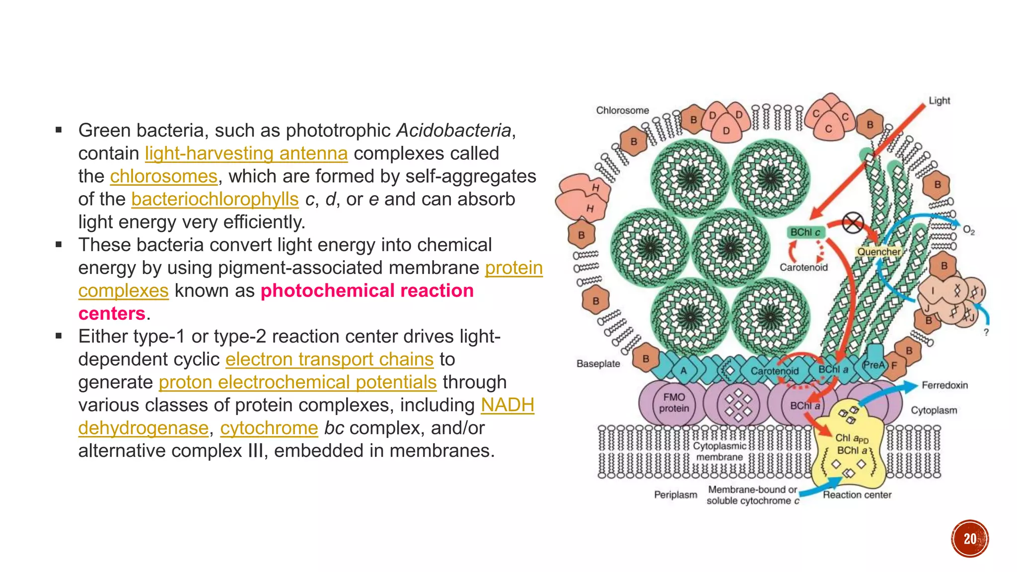 BACTERIAL PHOTOSYNTHESIS | PDF | Chemistry | Science