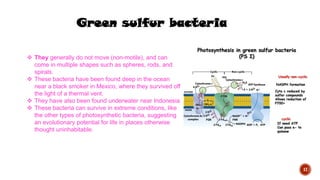 BACTERIAL PHOTOSYNTHESIS | PDF
