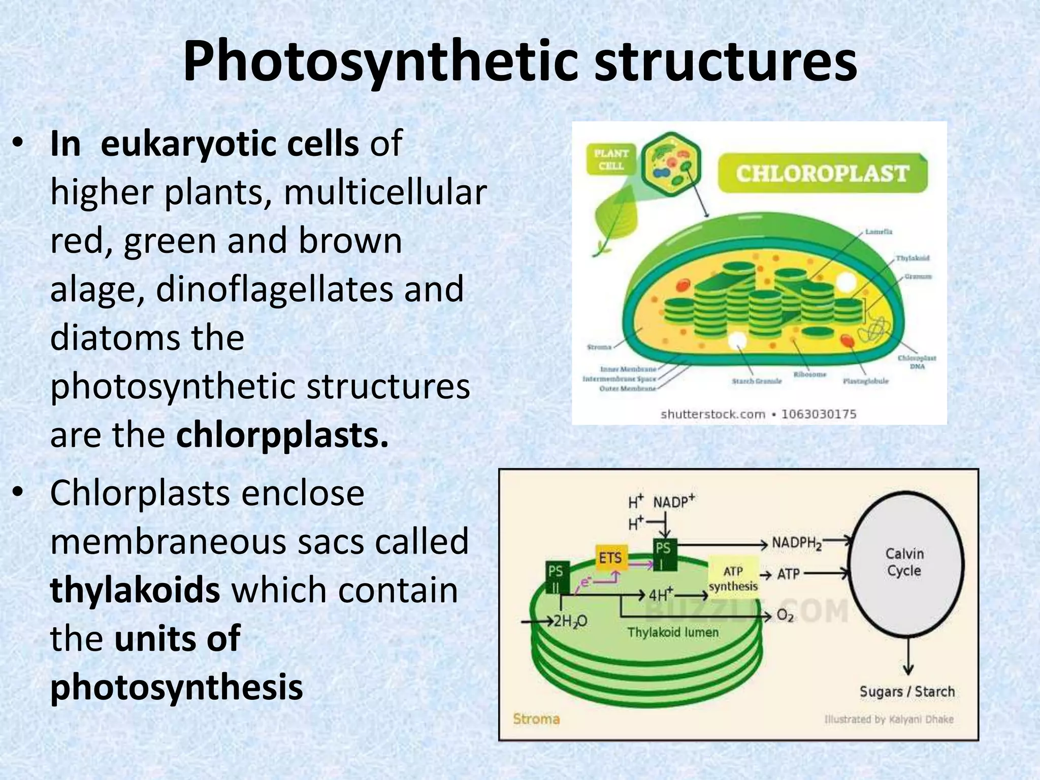 Bacterial photosynthesis 2020 | PPT | Chemistry | Science