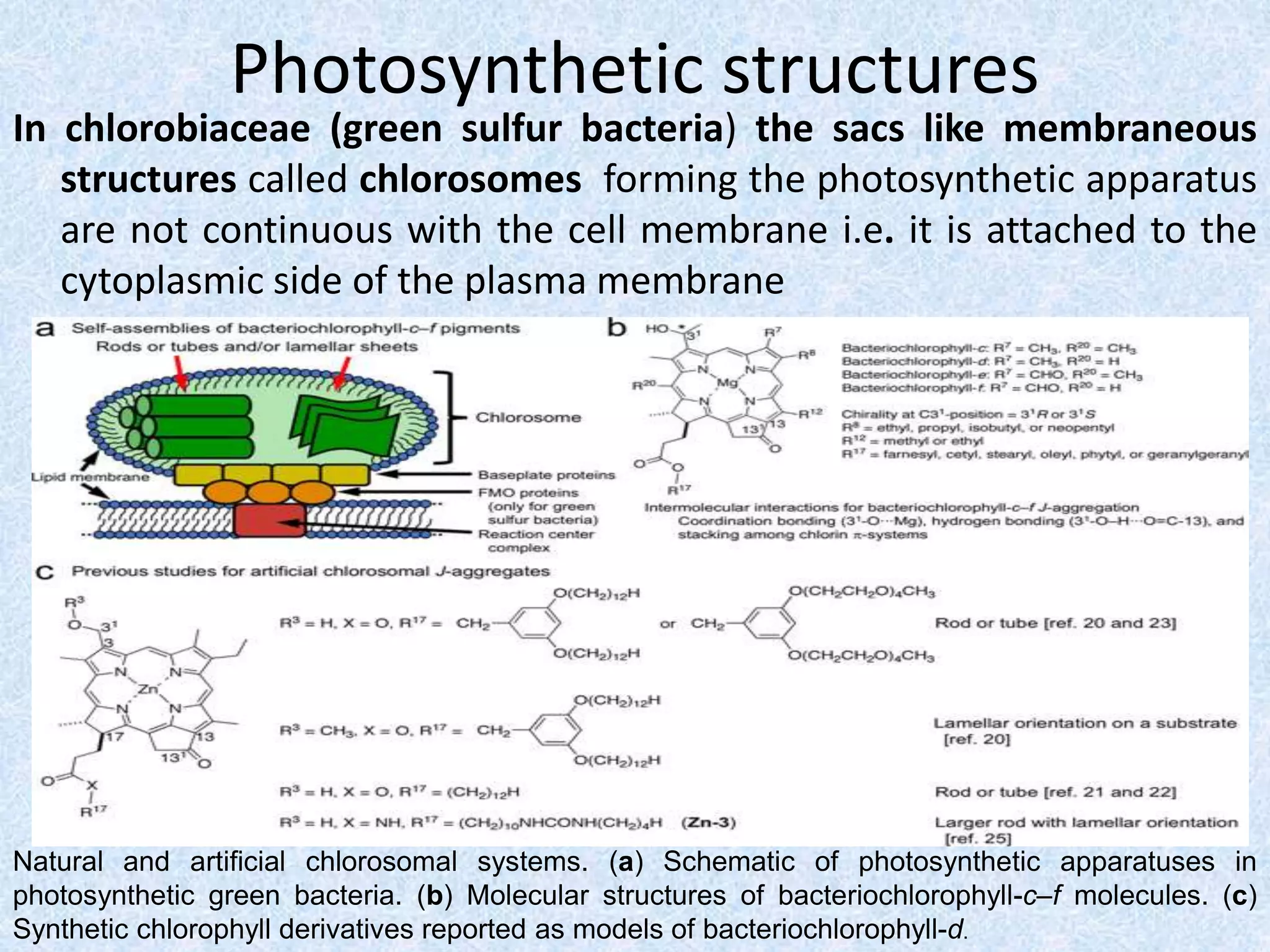 Bacterial photosynthesis 2020 | PPT | Chemistry | Science