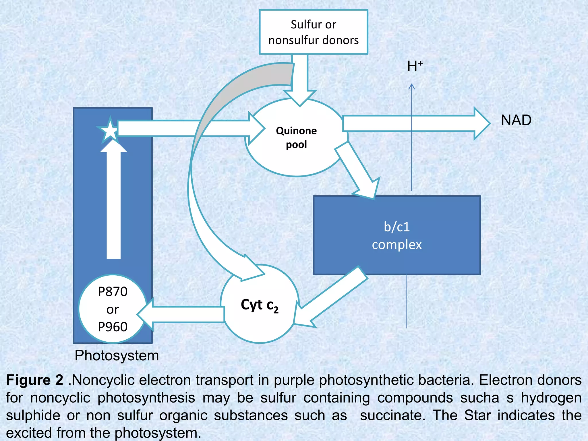 Bacterial photosynthesis 2020 | PPT