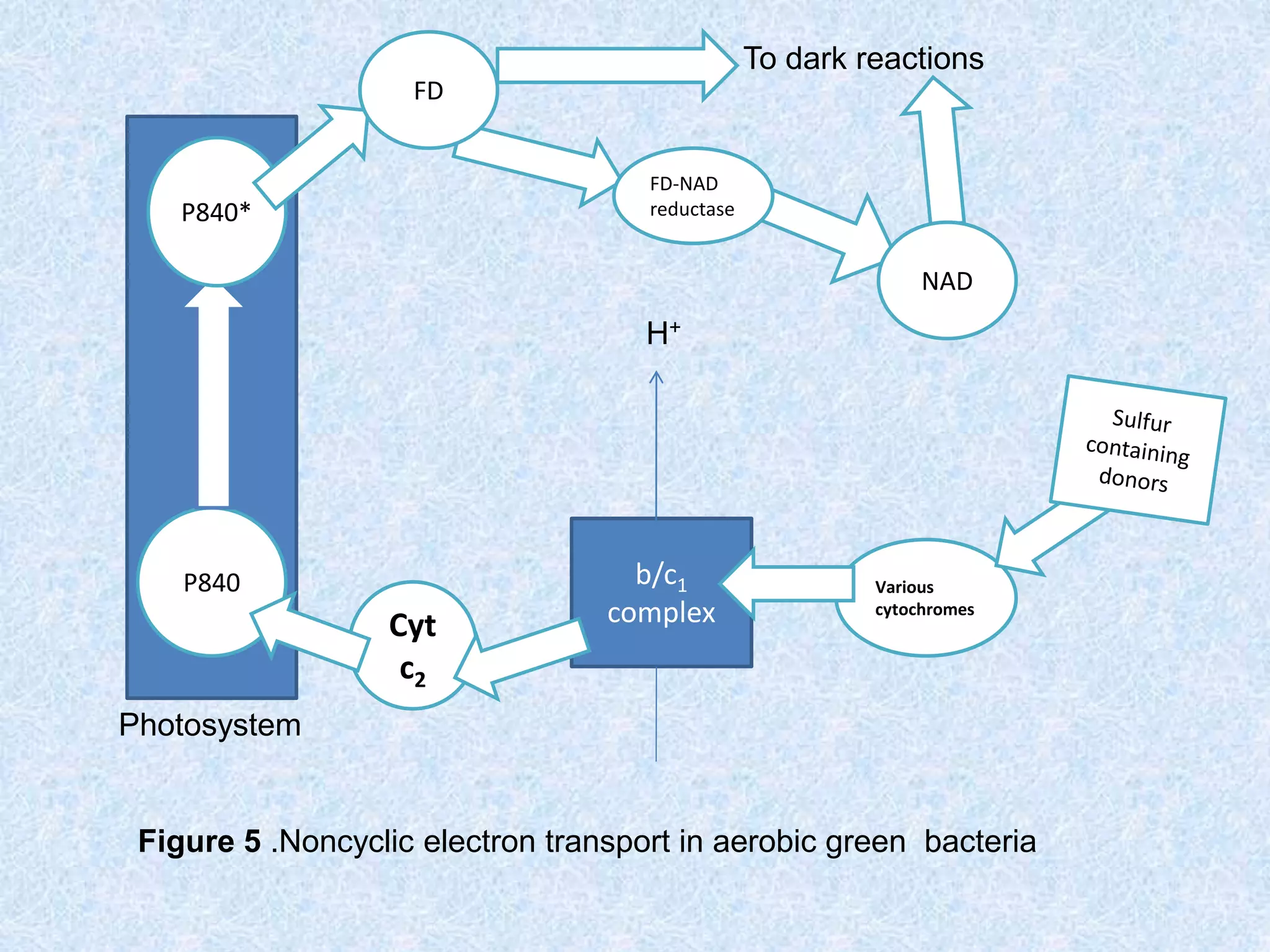 Bacterial photosynthesis 2020 | PPT