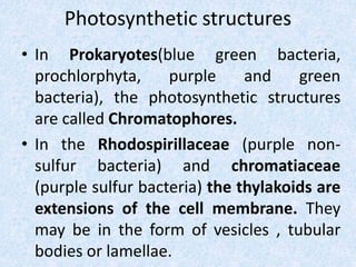 Bacterial photosynthesis 2020 | PPT