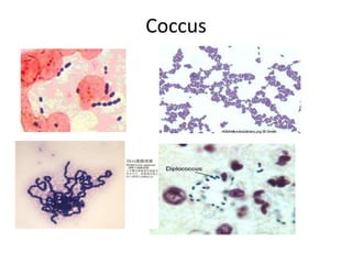 Bacterial physiology ppt | PPTX