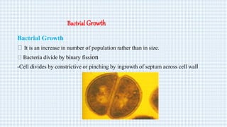 Bacterial physiologogy | PPTX | Chemistry | Science