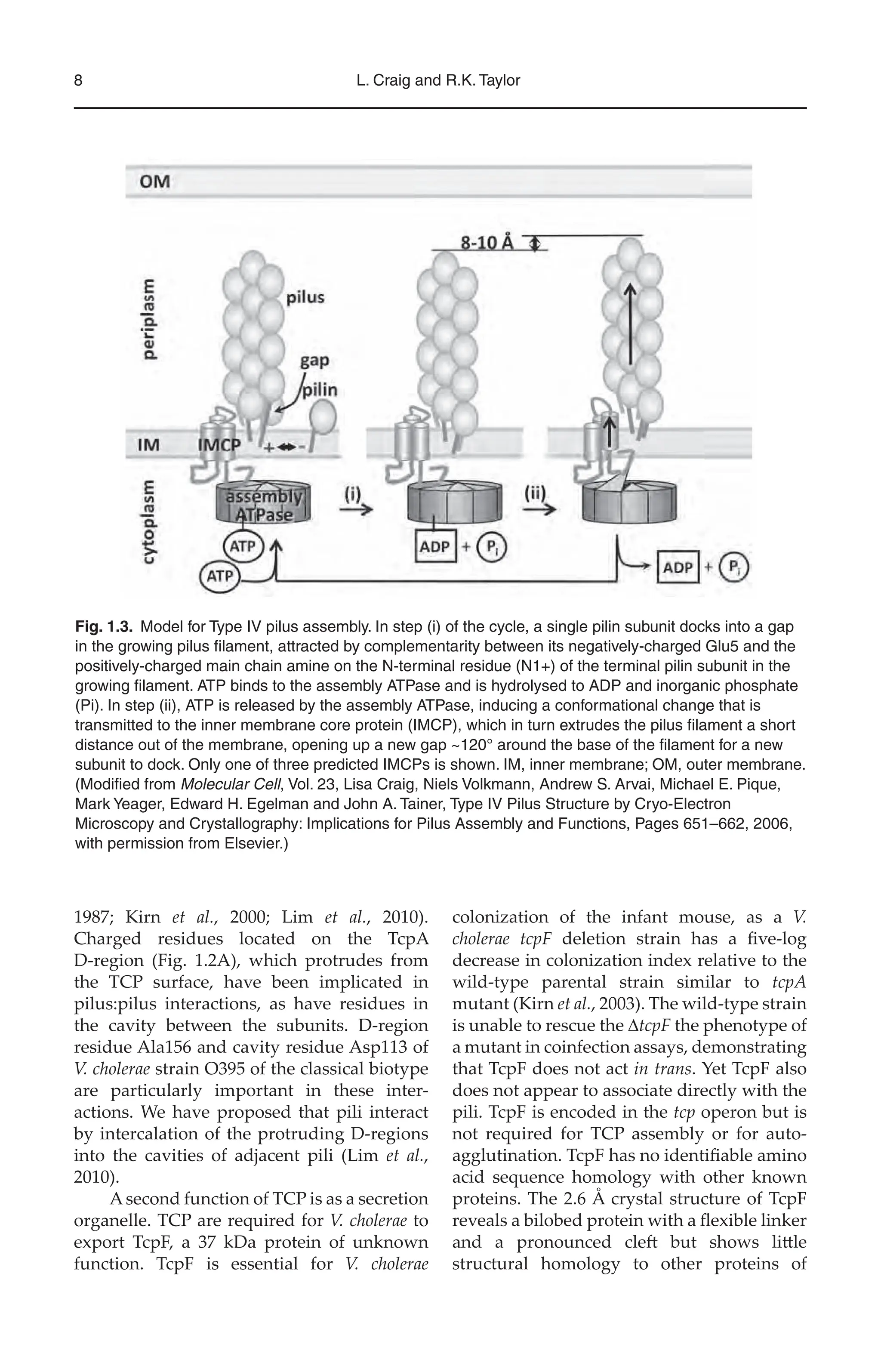 Bacterial pili- structure, synthesis and role in disease.pdf