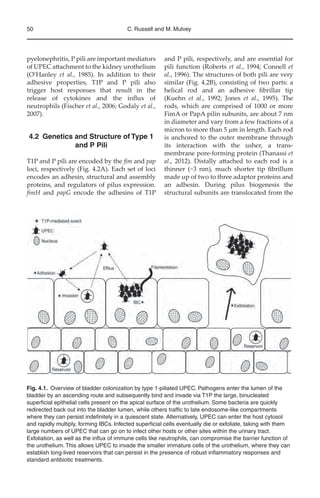 Bacterial pili- structure, synthesis and role in disease.pdf