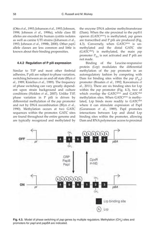Bacterial pili- structure, synthesis and role in disease.pdf