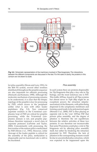 Bacterial pili- structure, synthesis and role in disease.pdf