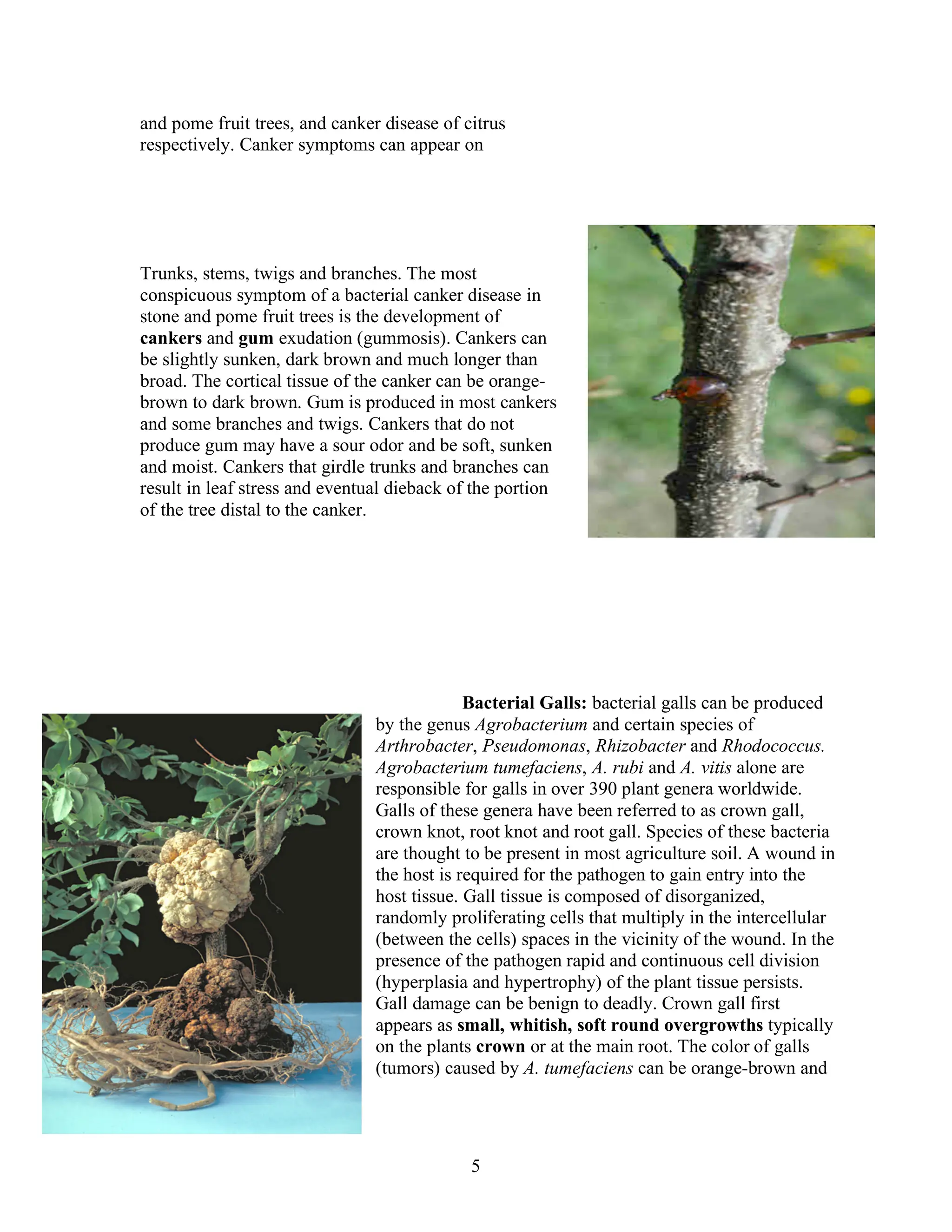 most Bacterial Plant Pathogens _ 001.pdf