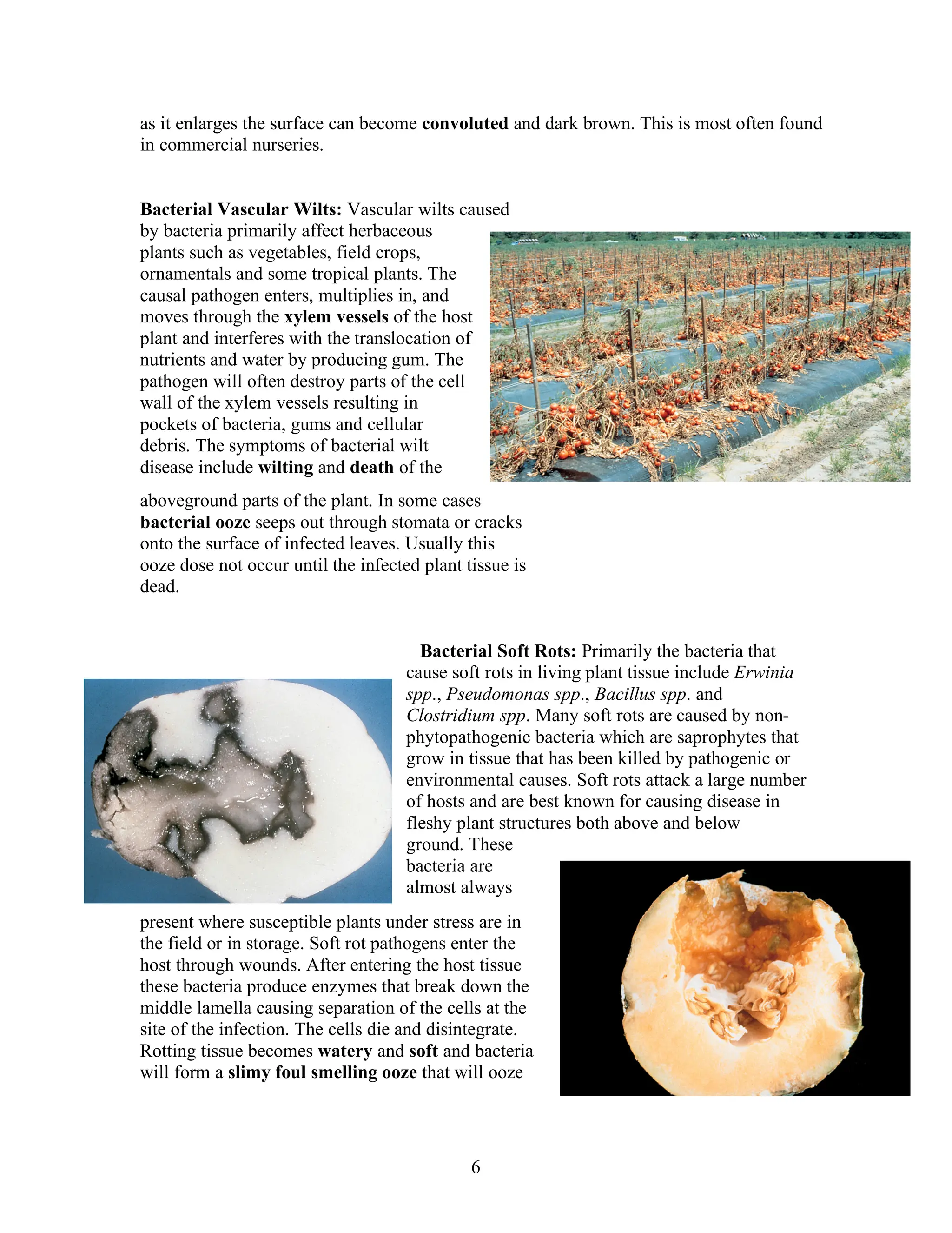 most Bacterial Plant Pathogens _ 001.pdf