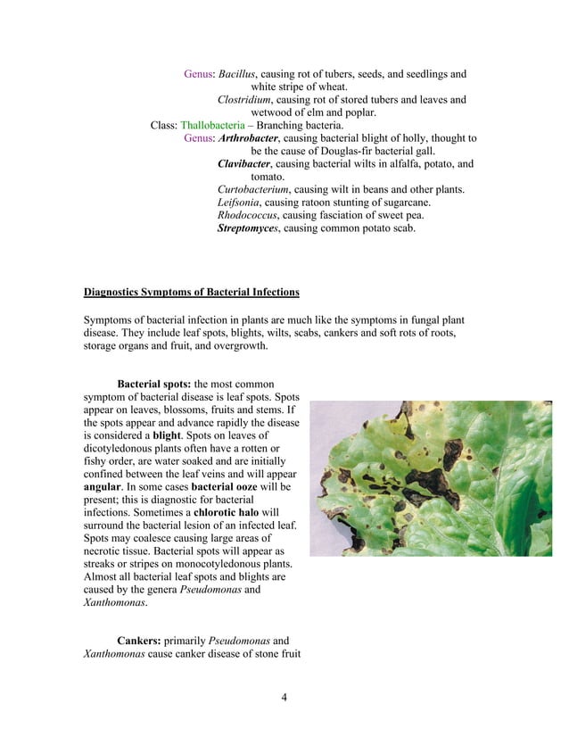 most Bacterial Plant Pathogens _ 001.pdf