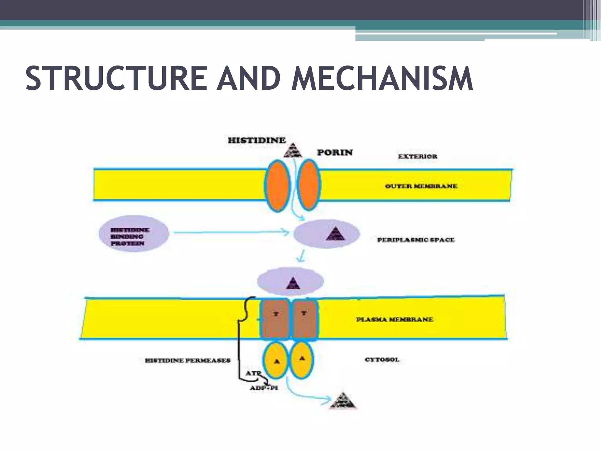 Bacterial plasma membrane permeases (HISTIDINE PERMEASE) | PPTX