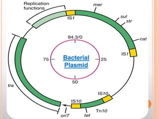 Bacterial Plasmid Structure