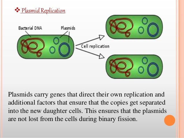 Bacterial plasmid