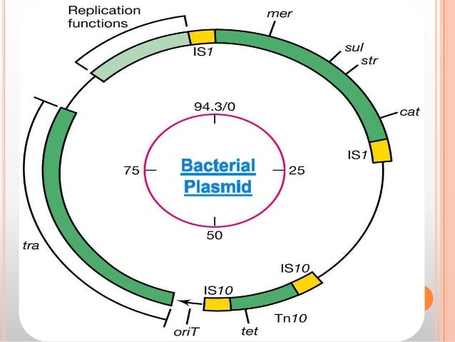 Bacterial plasmid