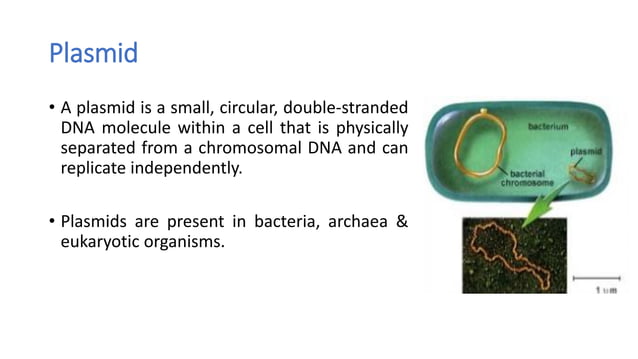 Lecture on Bacterial Plasmid by Dr. Avizit Sarker | PDF