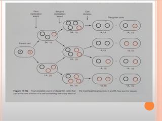 bacterial plasmid, their propertis, classification | PPTX