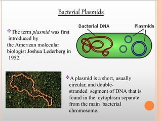 bacterial plasmid, their propertis, classification | PPTX