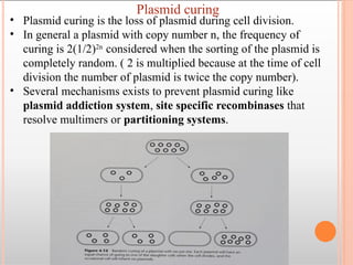 bacterial plasmid, their propertis, classification | PPTX