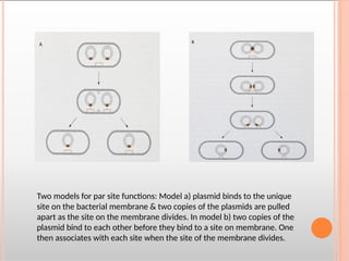 bacterial plasmid, their propertis, classification | PPTX