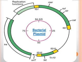 bacterial plasmid, their propertis, classification | PPTX