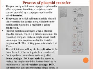 bacterial plasmid, their propertis, classification | PPTX