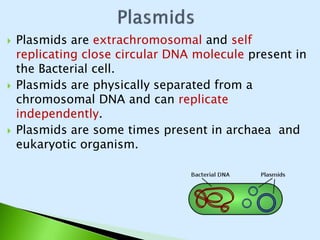 Plasmid In Bacteria