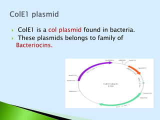 Bacterial Plasmid Structure