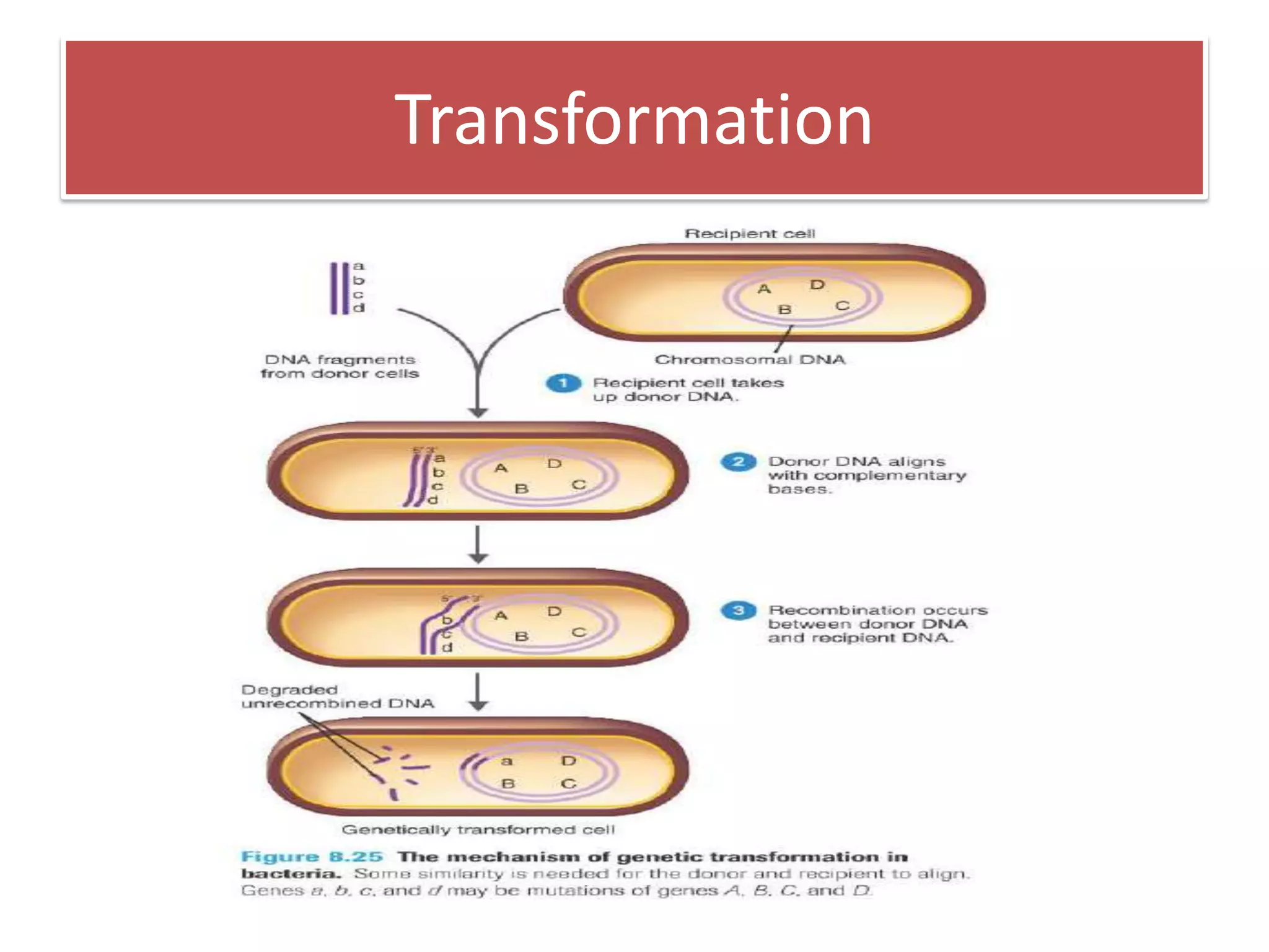 Bacterial recombination (1) | PPTX